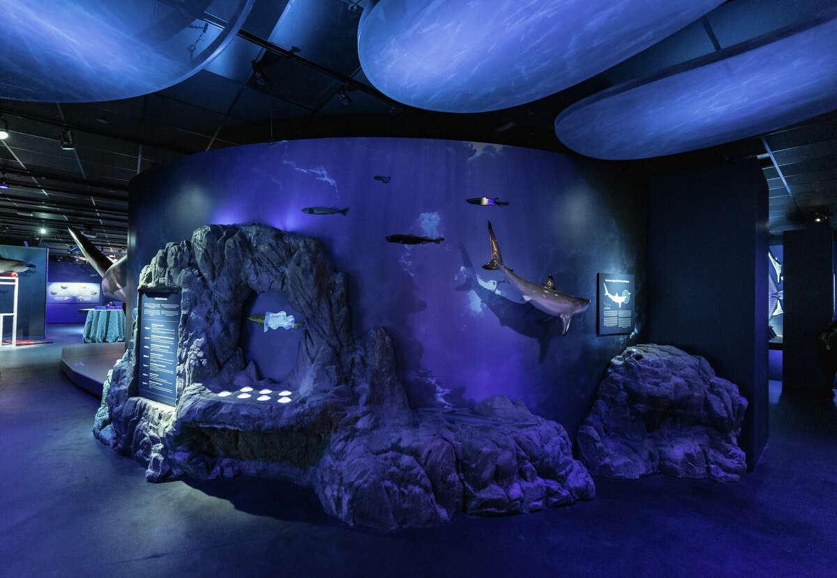Houston museum's interactive aquarium, shark exhibit now open