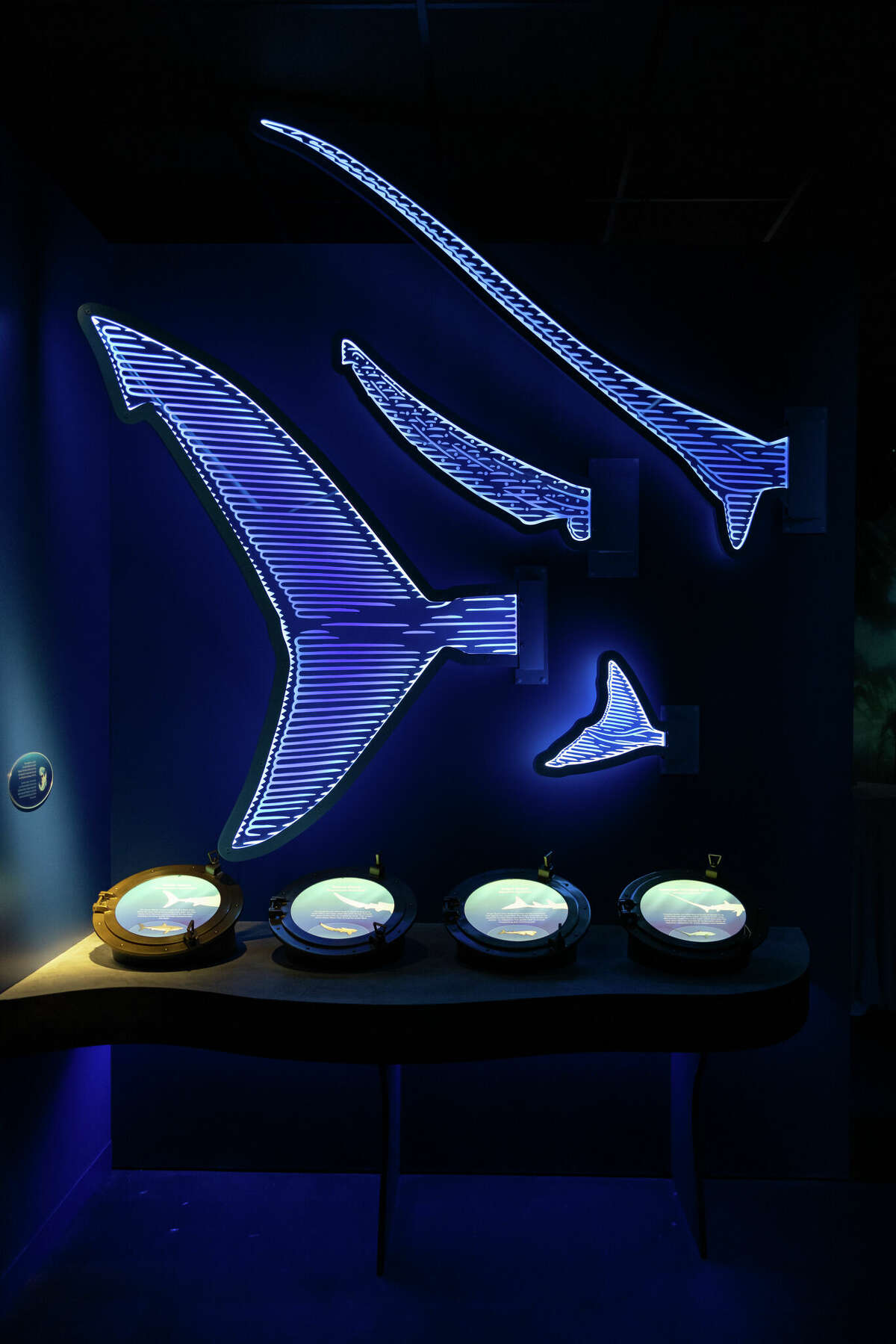 Houston museum's interactive aquarium, shark exhibit now open