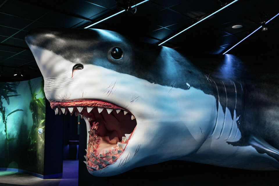 Shark Week: Texas beaches with most shark encounter reports, data show