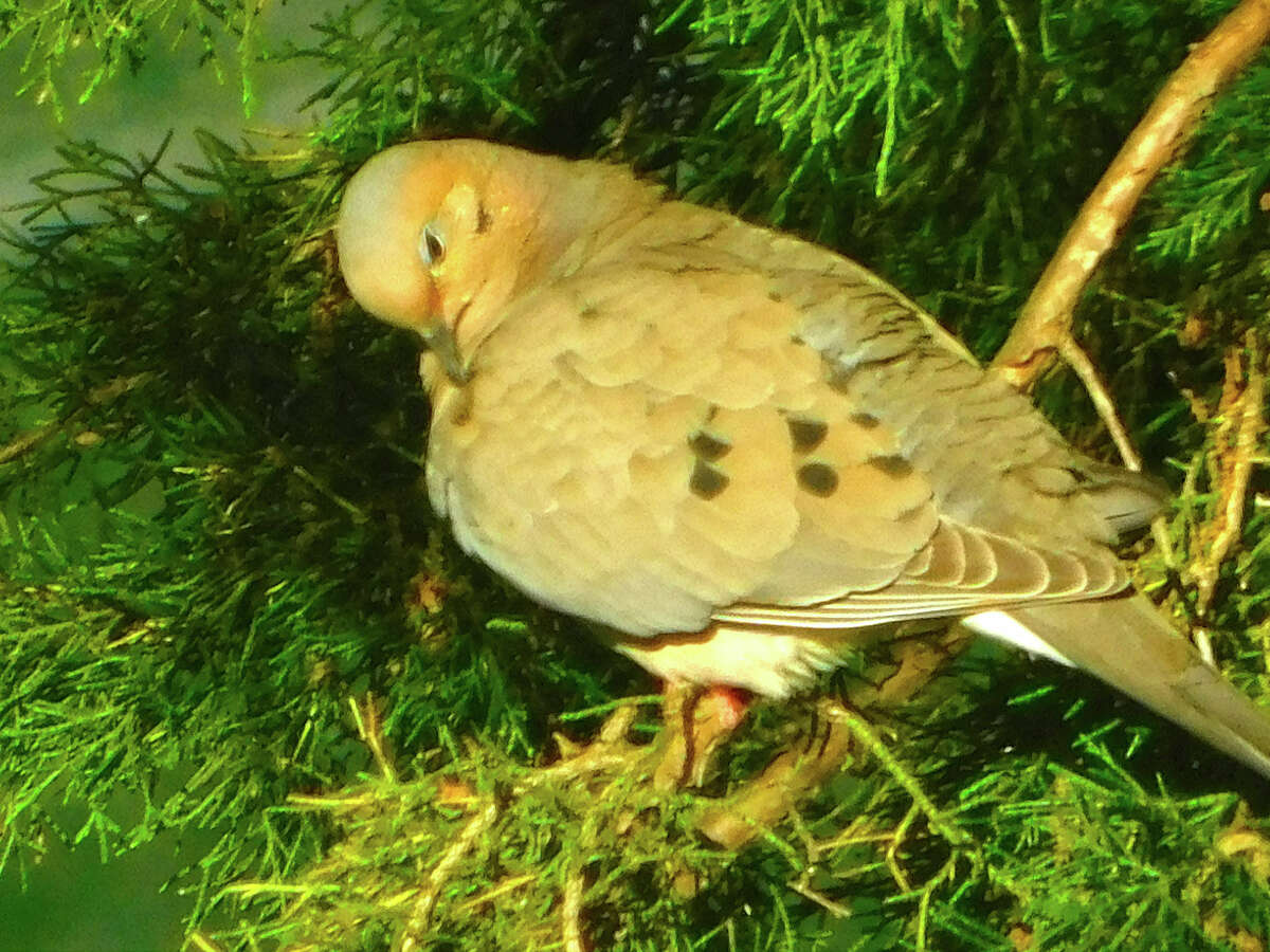 Good morning dove