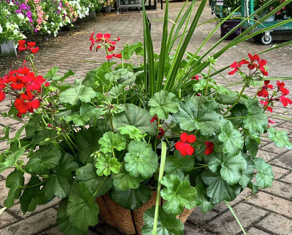 How to plant a container like the pros do