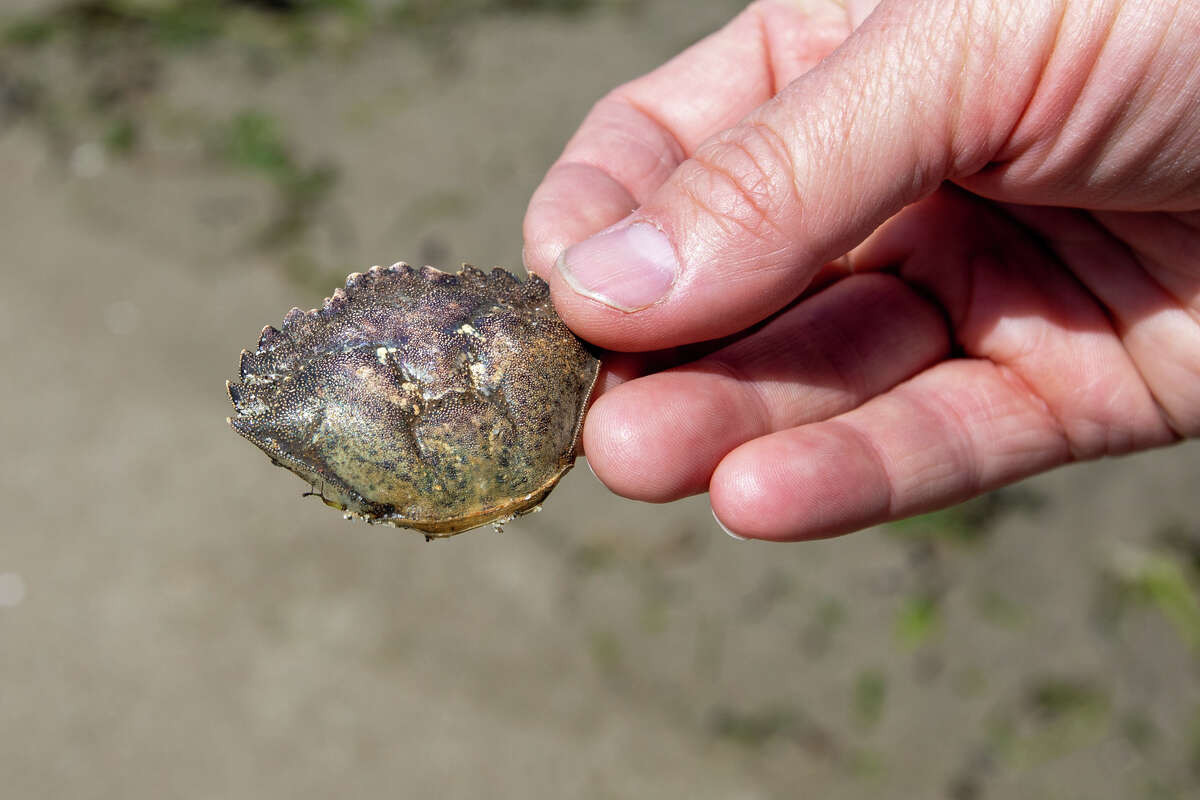 I visited a secret Bay Area beach. It was trashed.