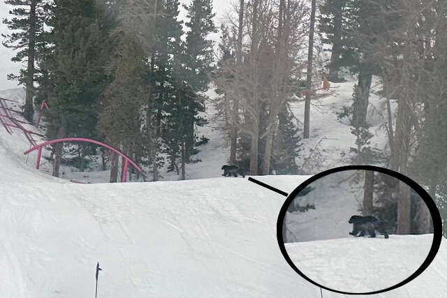 Shock, excitement as second wolverine in 101 years seen in California