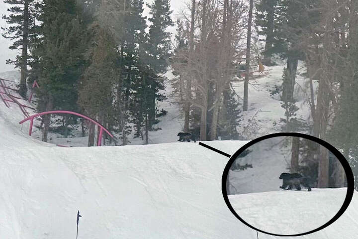 Shock, excitement as second wolverine in 101 years seen in California