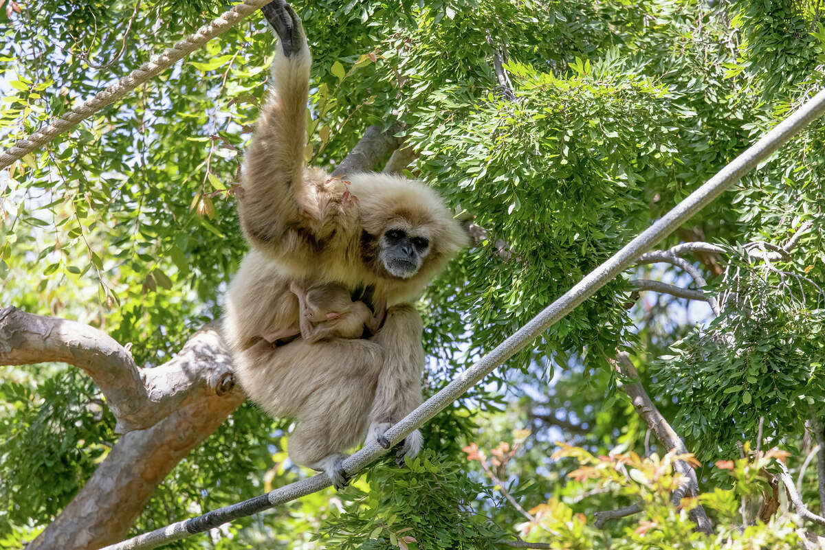 Rare baby ape was born in Oakland Zoo after parents bonded ‘for life'