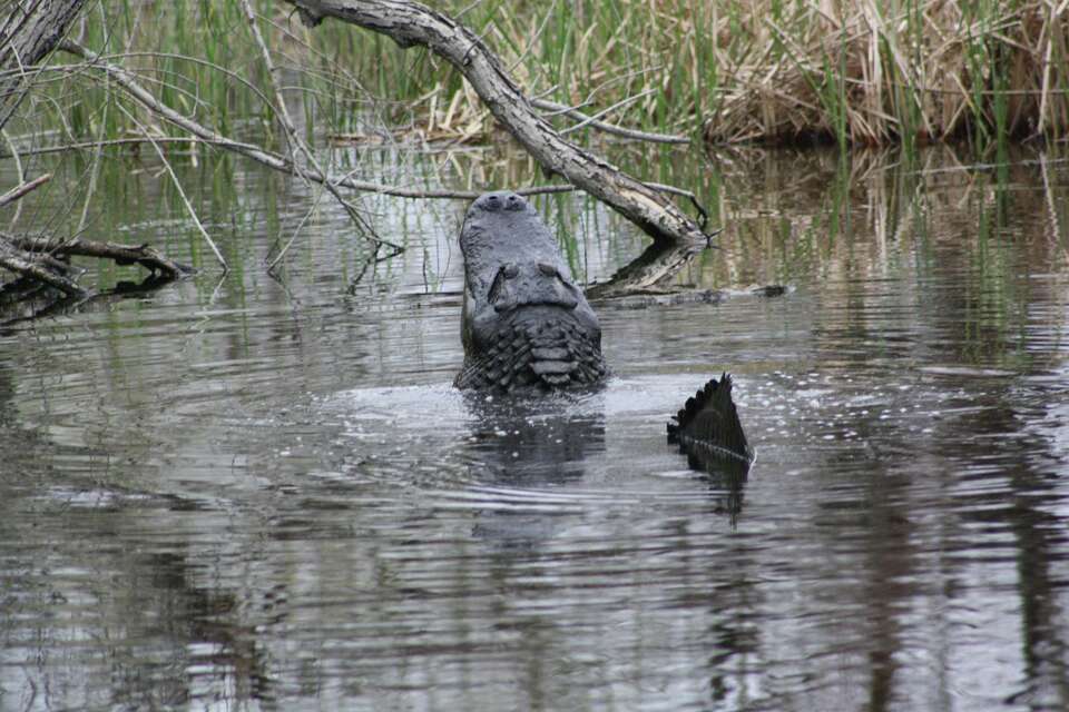 Why do alligators bellow? Texas gator issues warning at park in video