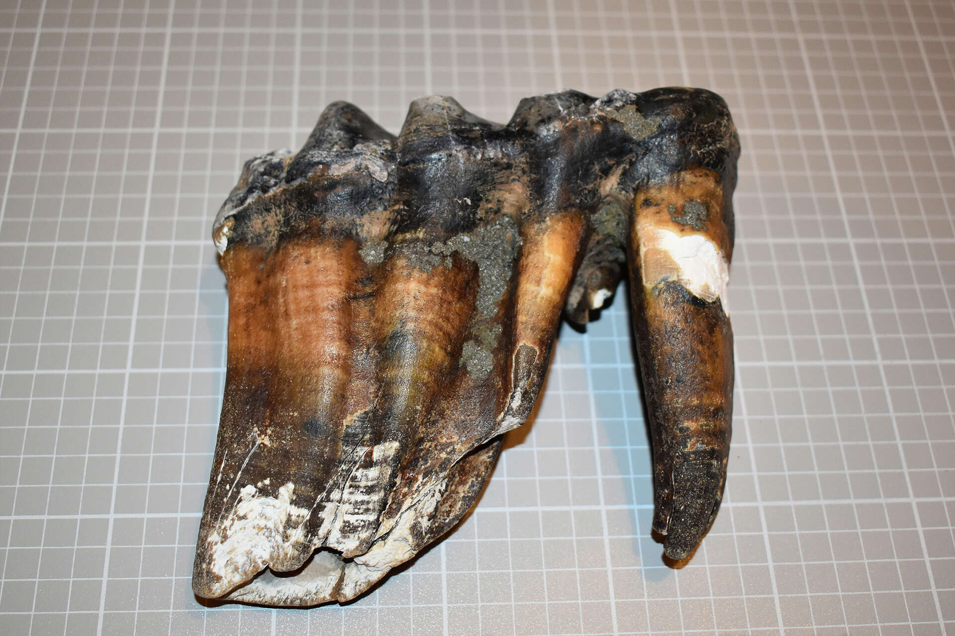 Rare mastodon tooth seen, lost, then found again on California beach