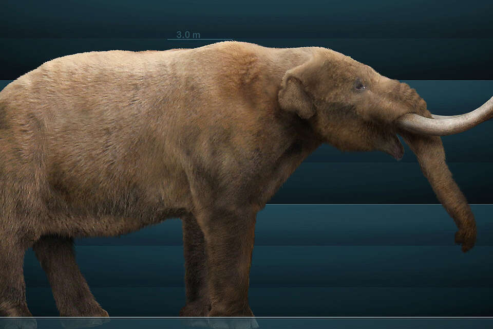Rare mastodon tooth seen, lost, then found again on California beach