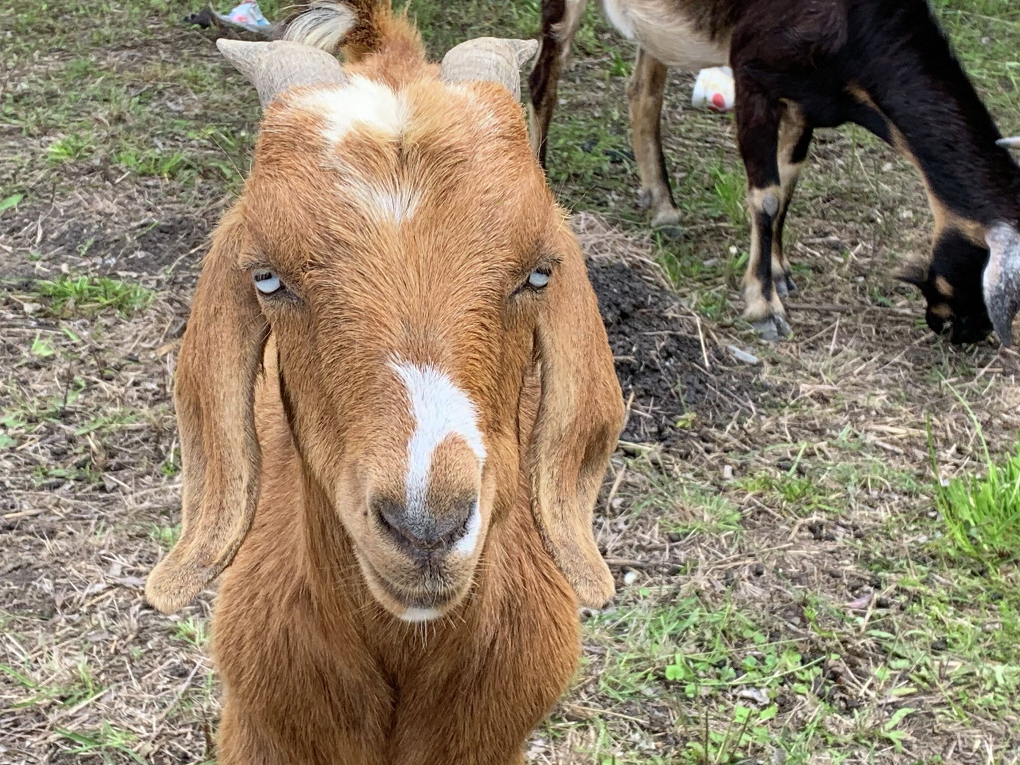 Houston officials plan to use goats for drainage basin maintenance