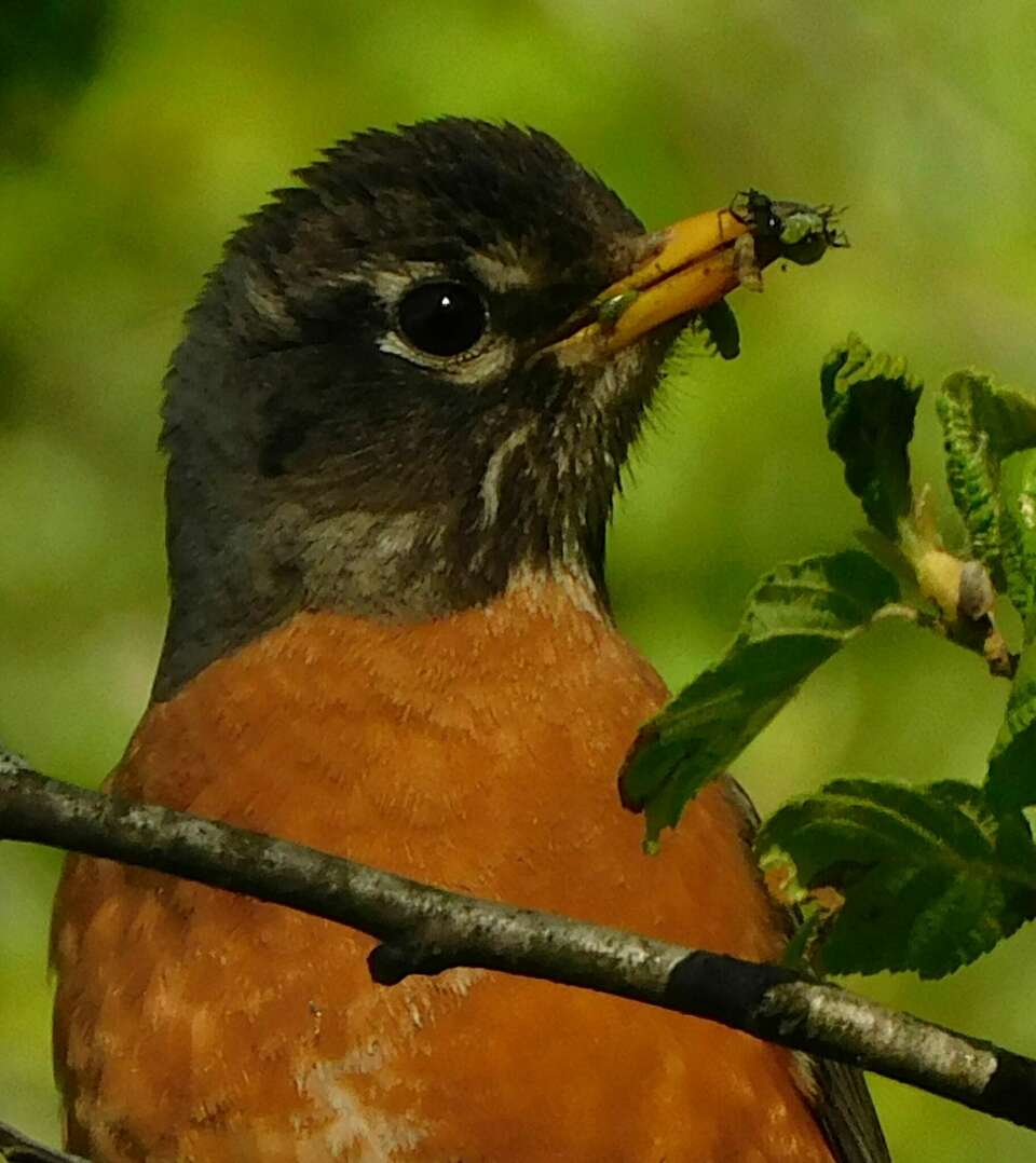 Barb Rogers writes about the American robin, Michigan's state bird