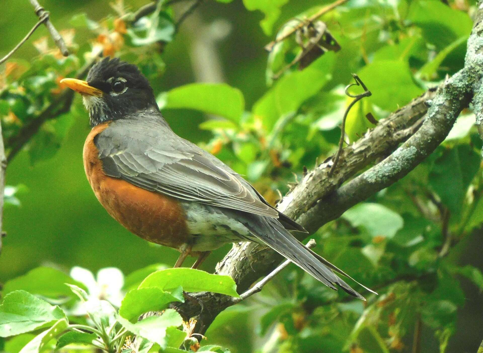 Barb Rogers writes about the American robin, Michigan's state bird