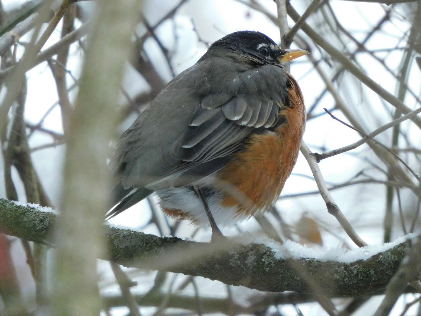 Barb Rogers writes about the American robin, Michigan's state bird