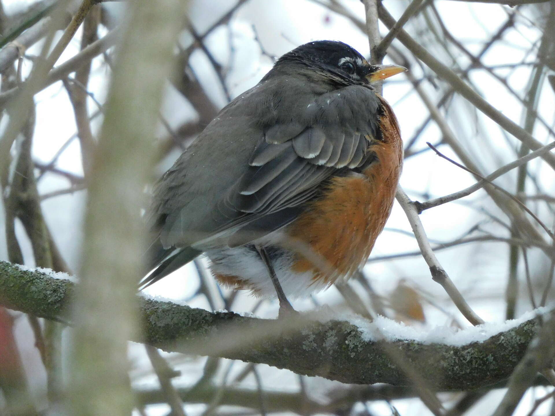 Barb Rogers writes about the American robin, Michigan's state bird