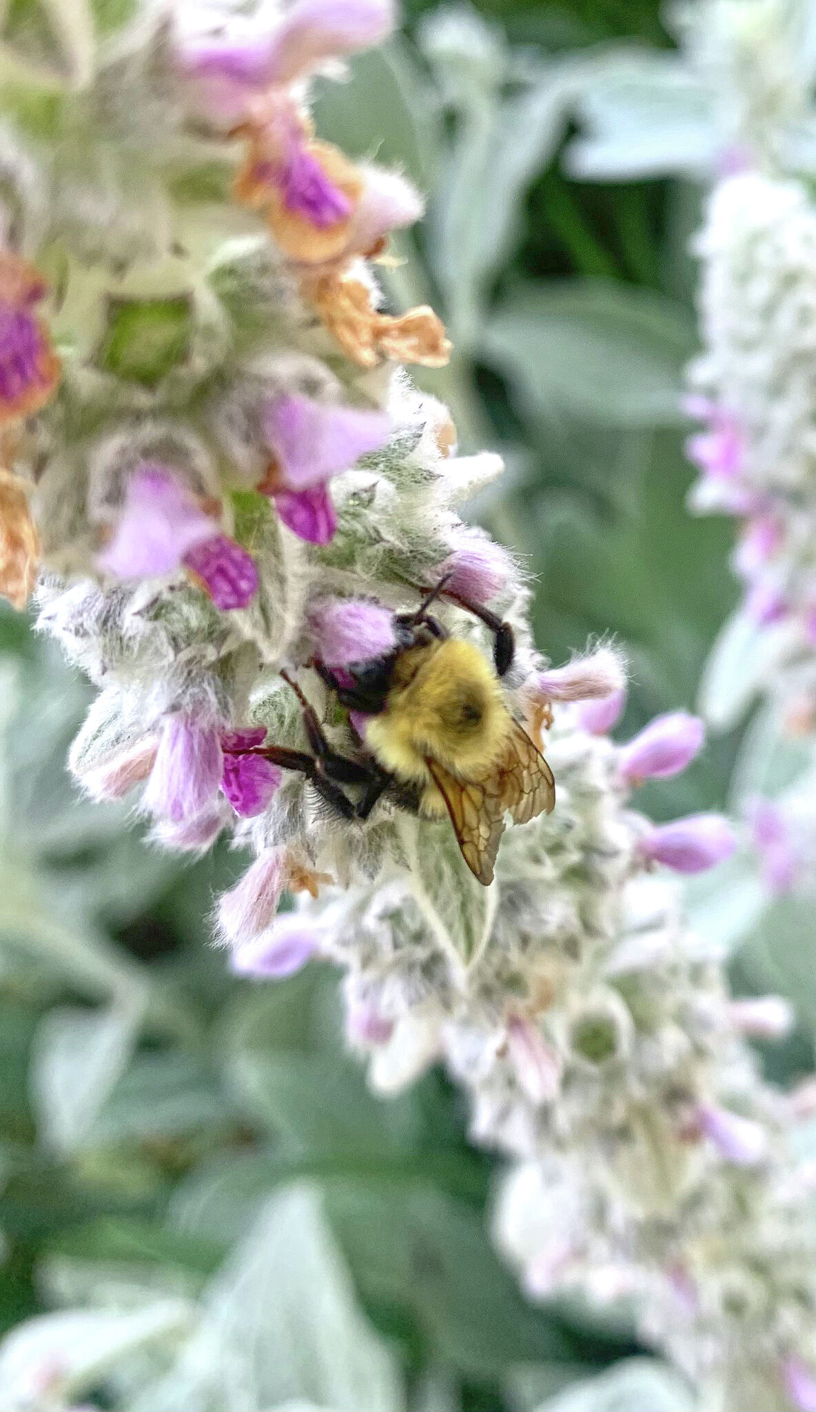 Point A to Point Bee