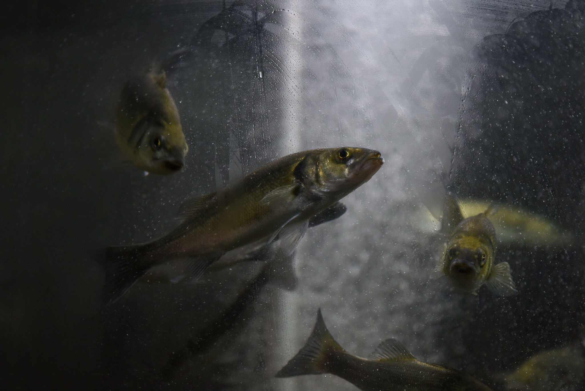 Video: Fish swimming in Texas streets after heavy rains