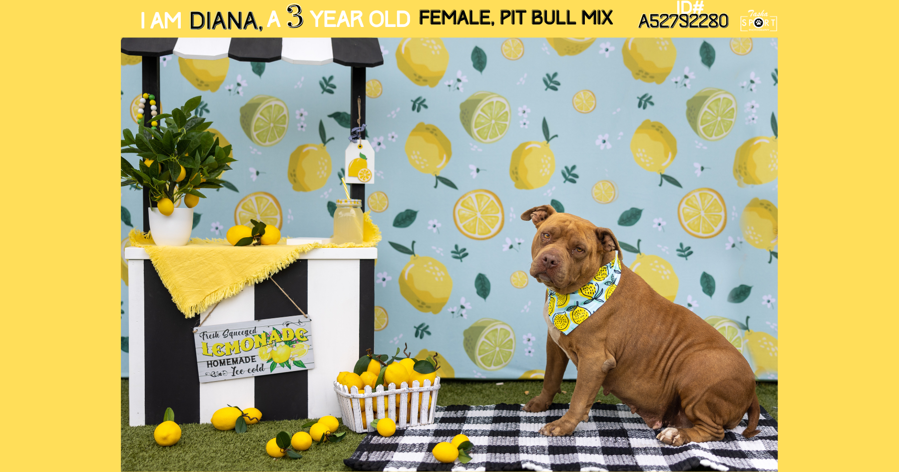 Check out these adoptable animals at the Midland Animal Shelter