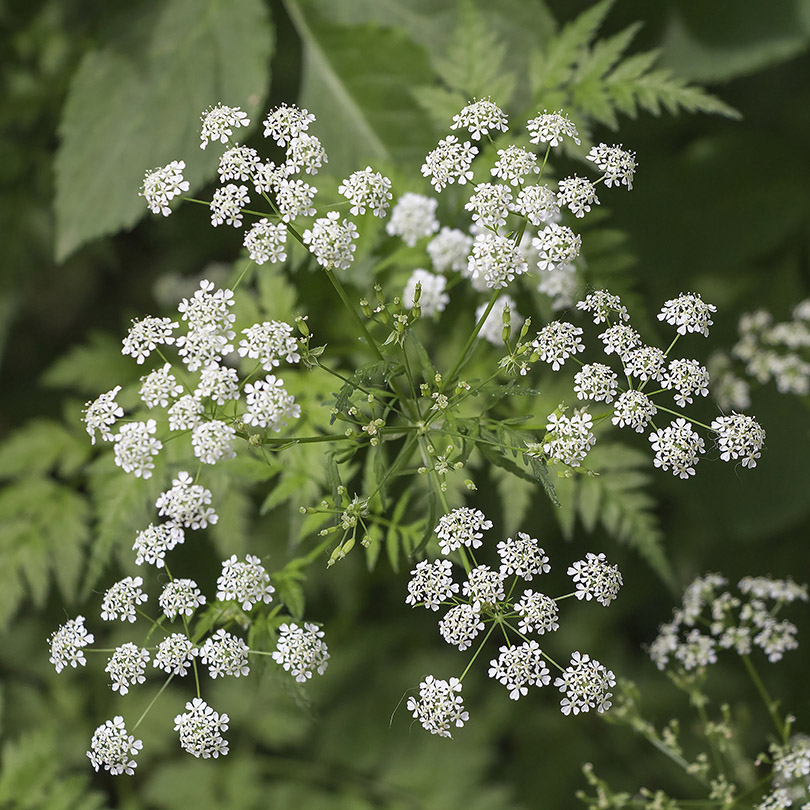 Hemlock sends Texan to ER. What to know about the toxic plant.