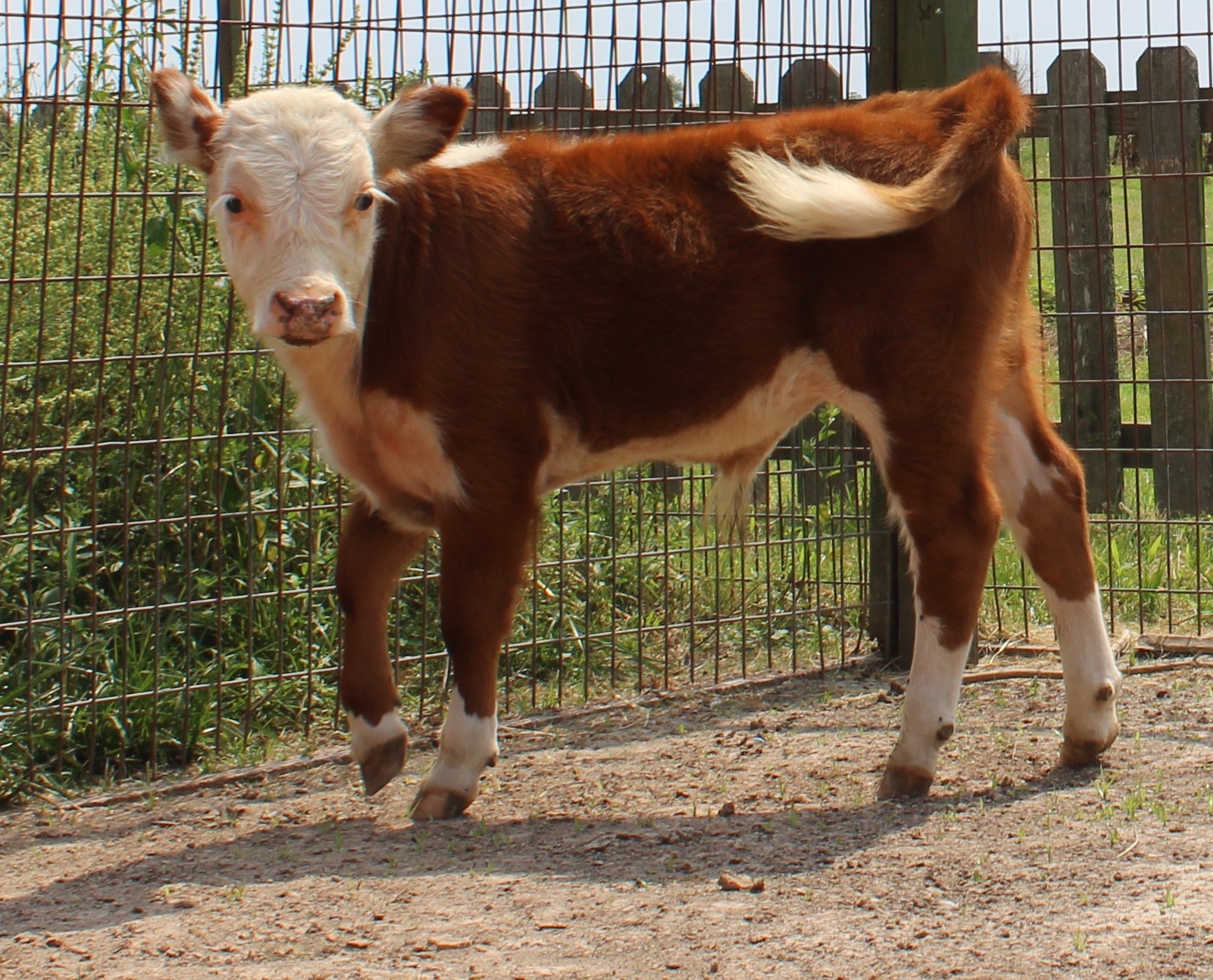 Missing baby bull 'Sir Loin' returned to Dewberry Farm