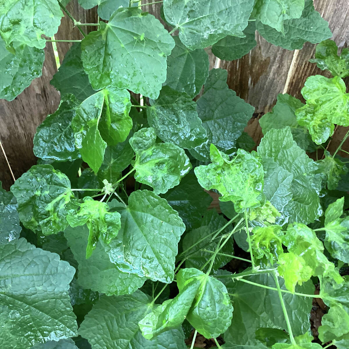 This is why rose leaves turn yellow and brown