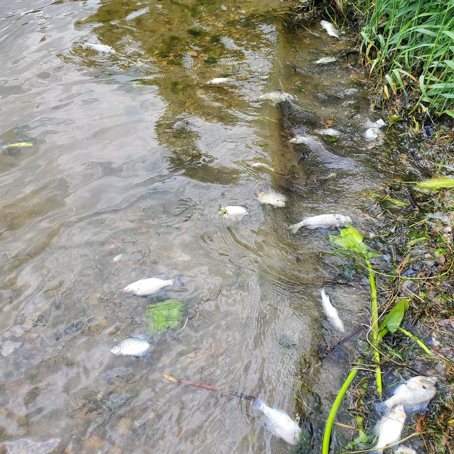 Fish kills may be more common as temperatures continue rising