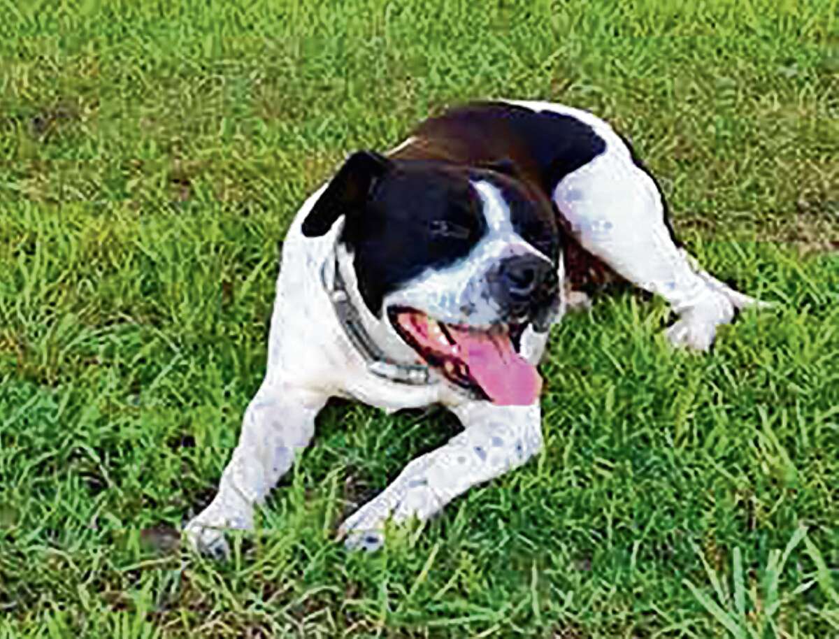 Suffield dog's fate still uncertain 4 years after attack killed woman