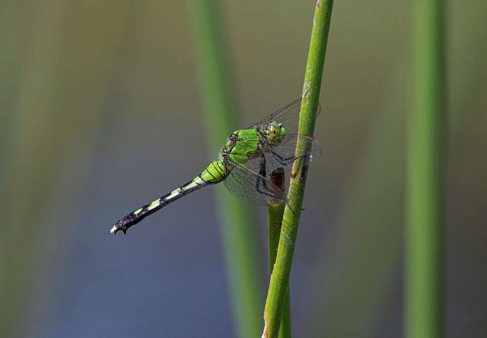Dragonflies are nature's drones, attacking dangerous mosquitoes