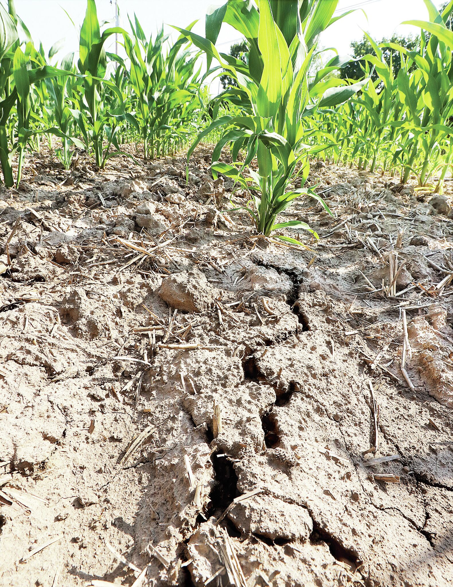 Drought conditions in Metro East, rain relief not forthcoming