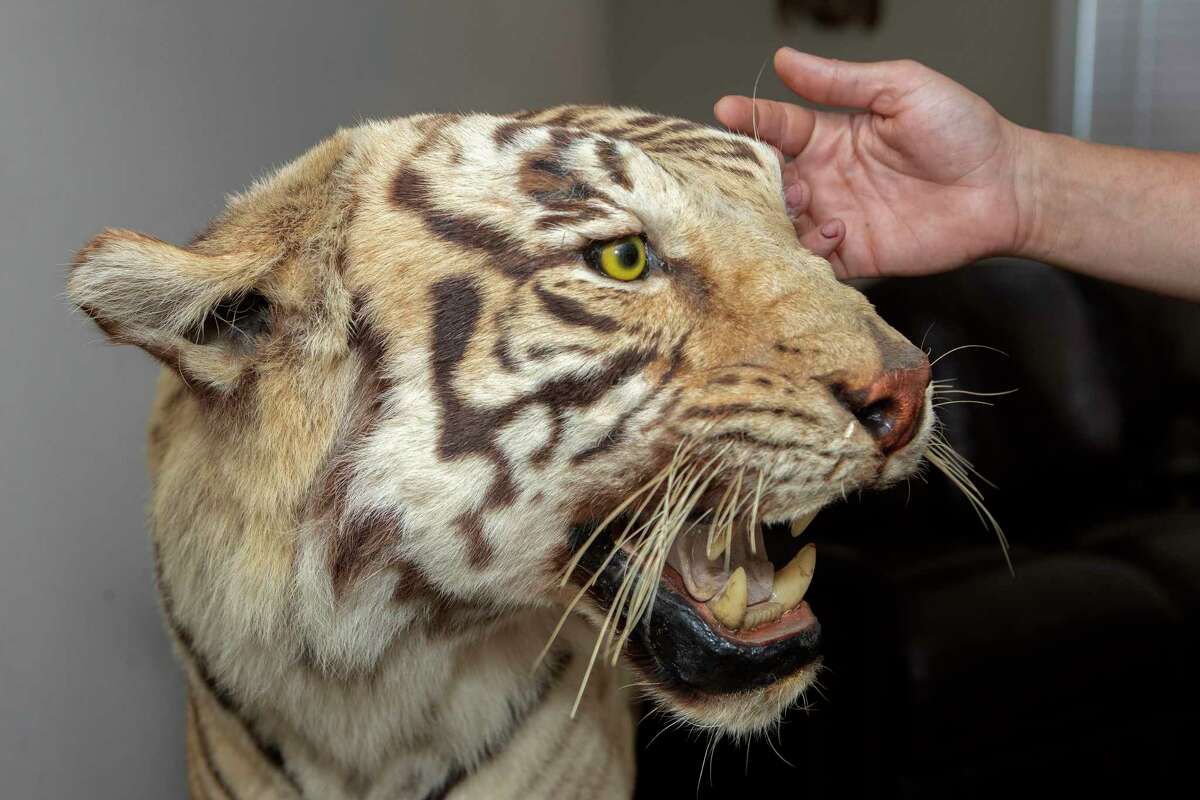 Conroe High's tiger mascot 'Mac' restored by teacher, former student