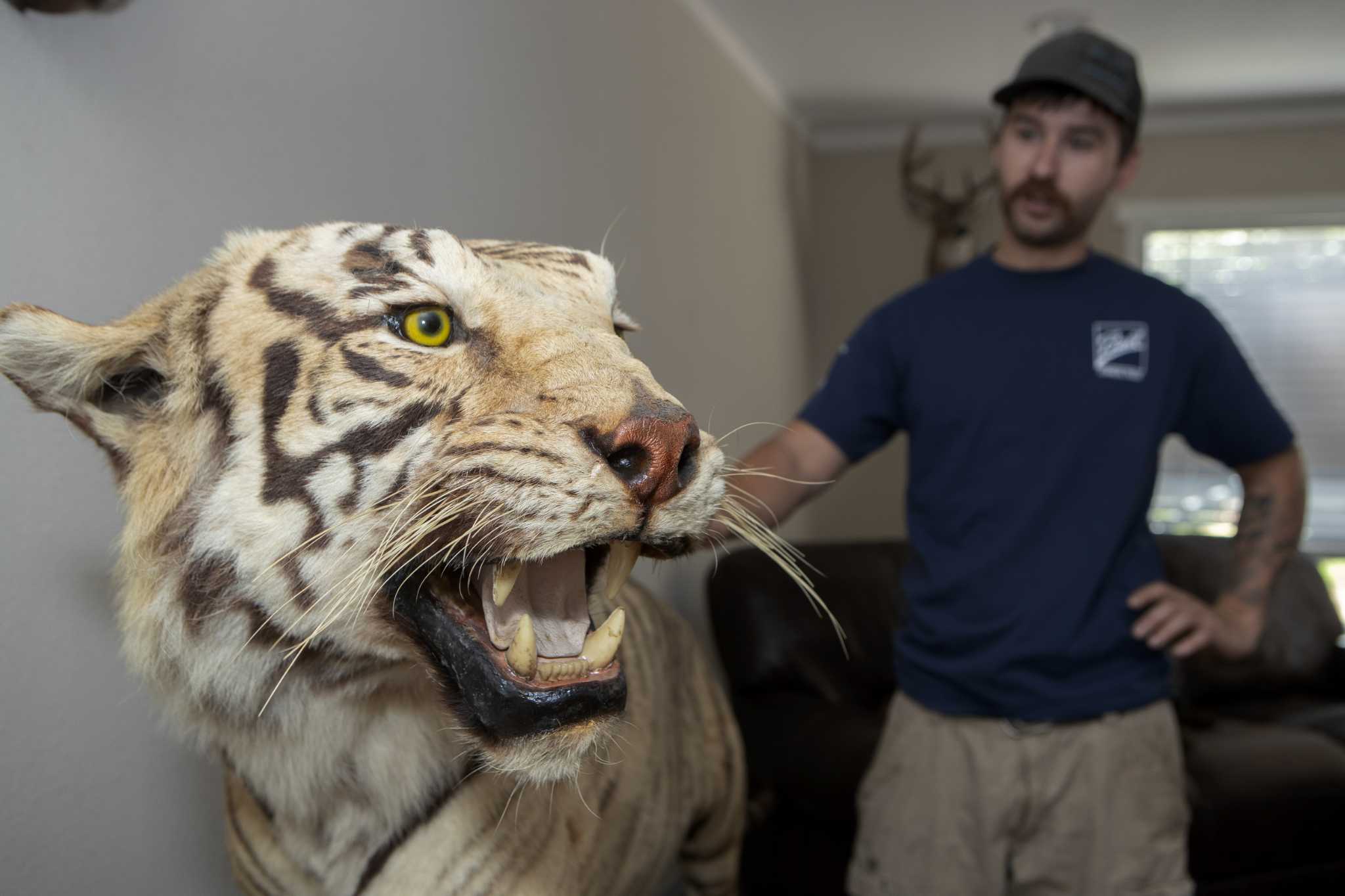 Conroe High's tiger mascot 'Mac' restored by teacher, former student