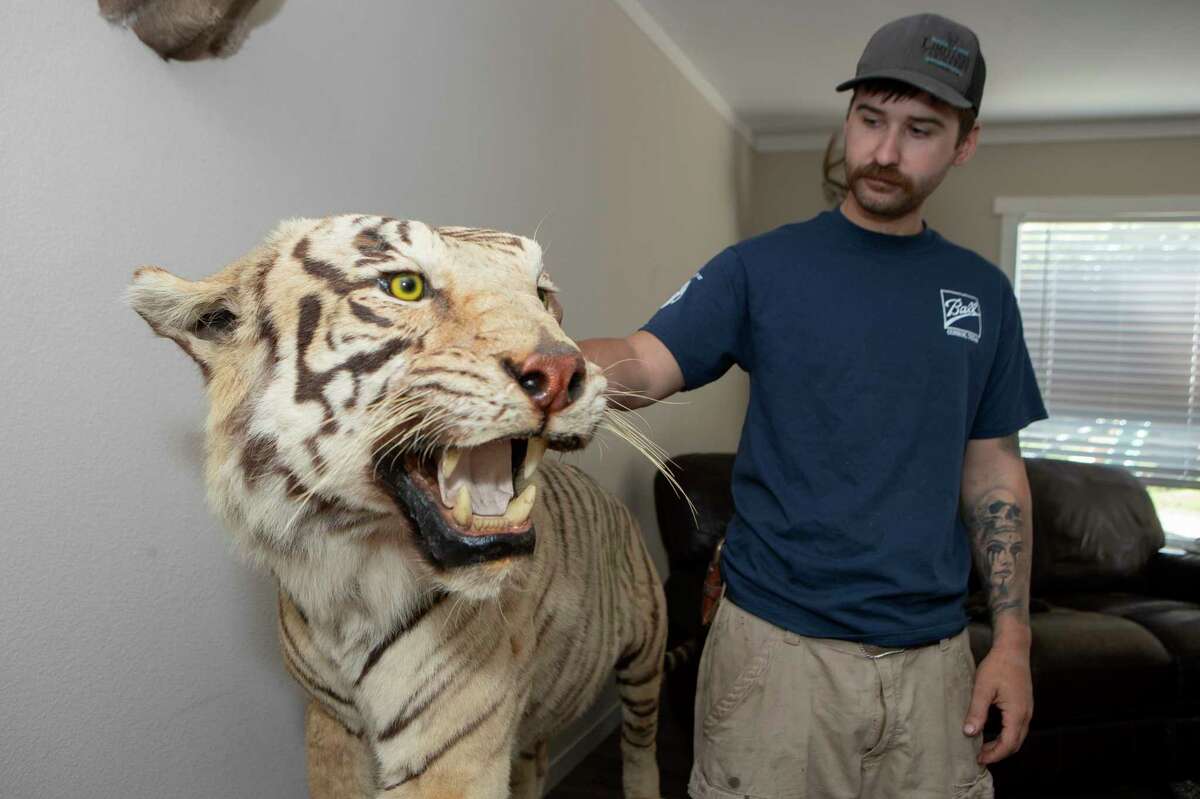 Conroe High's tiger mascot 'Mac' restored by teacher, former student