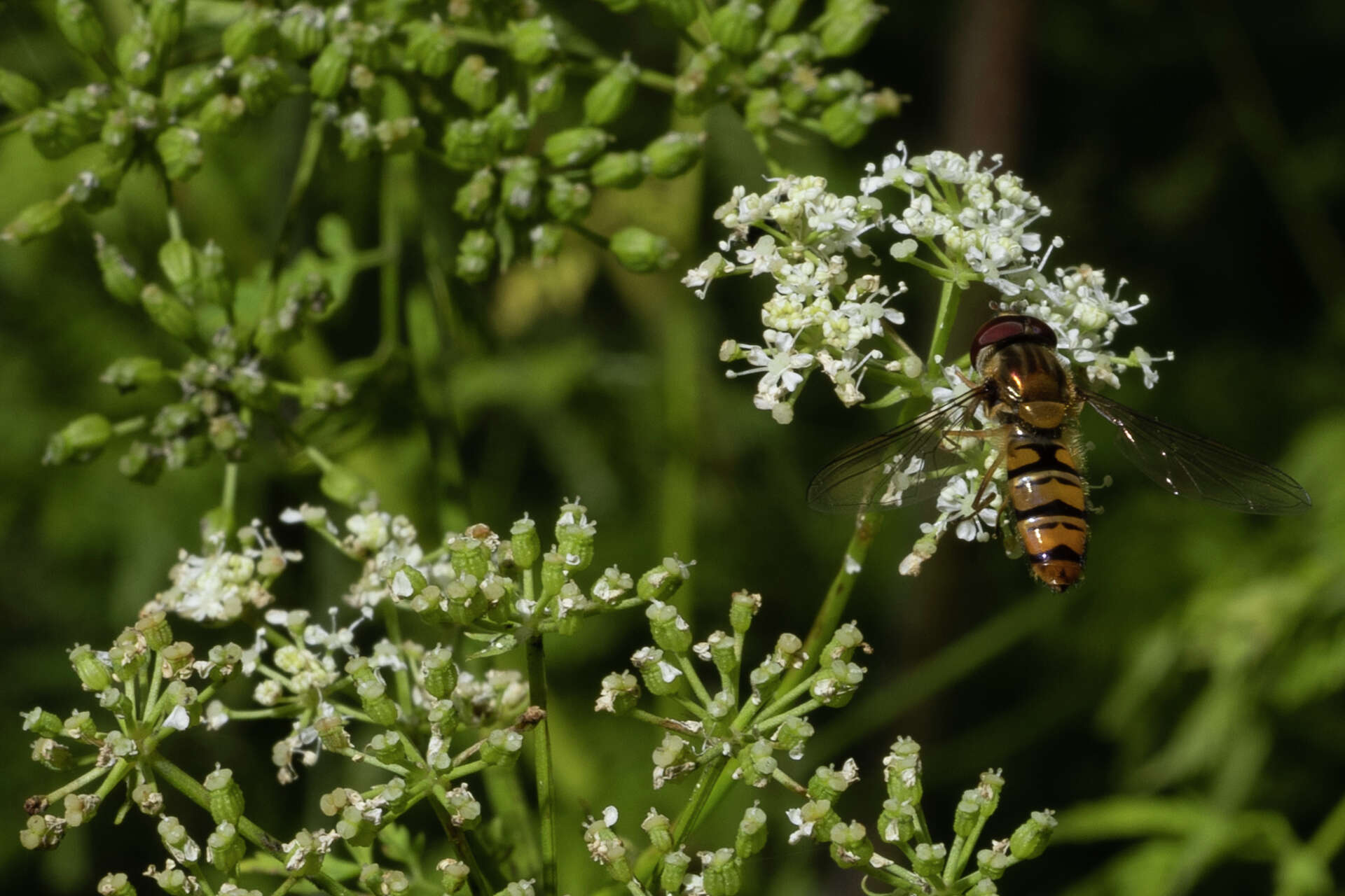 Deadly hemlock is growing all over Bay Area. Here's what to know