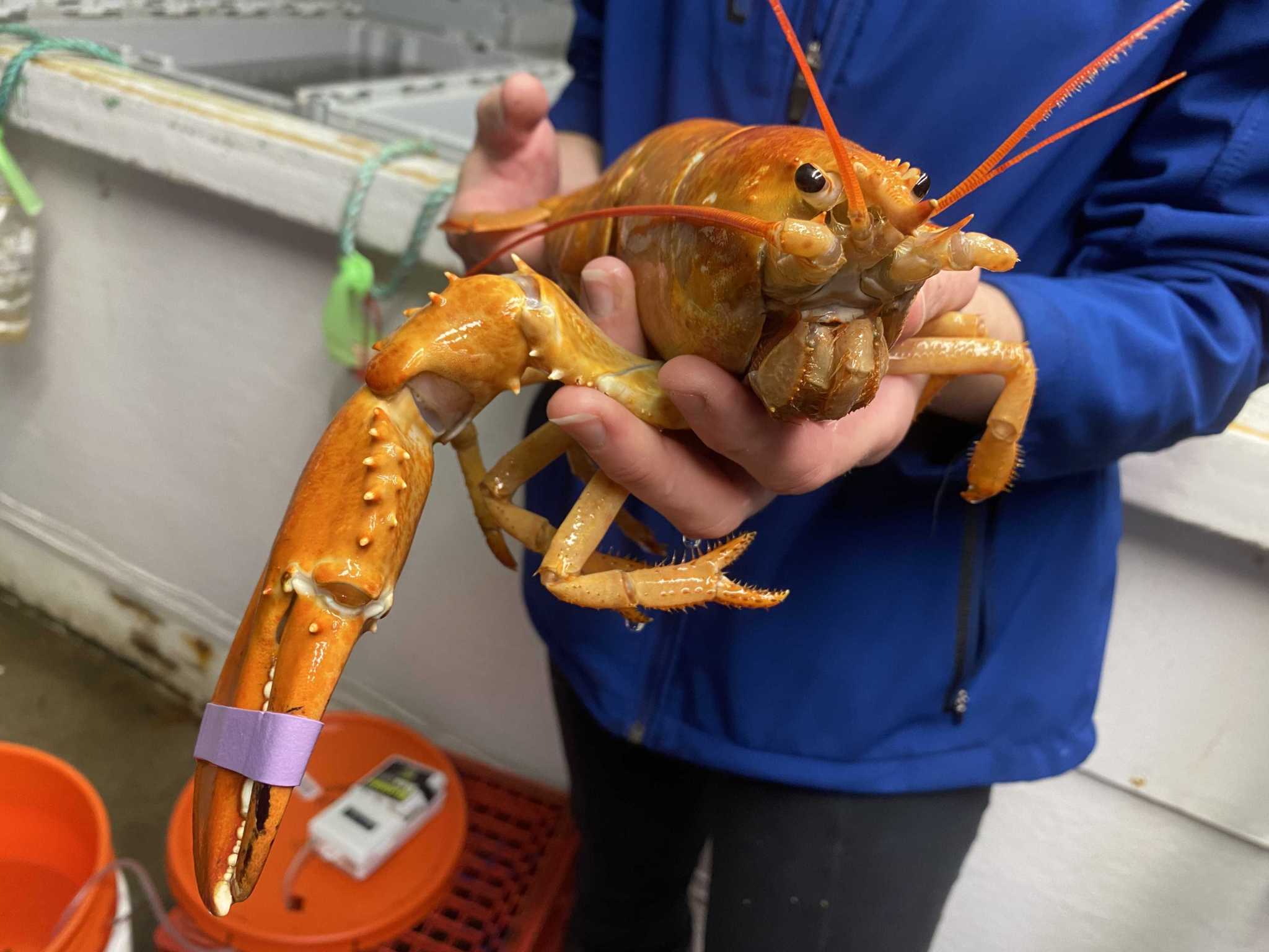 Rare orange lobster caught in Maine donated to research university
