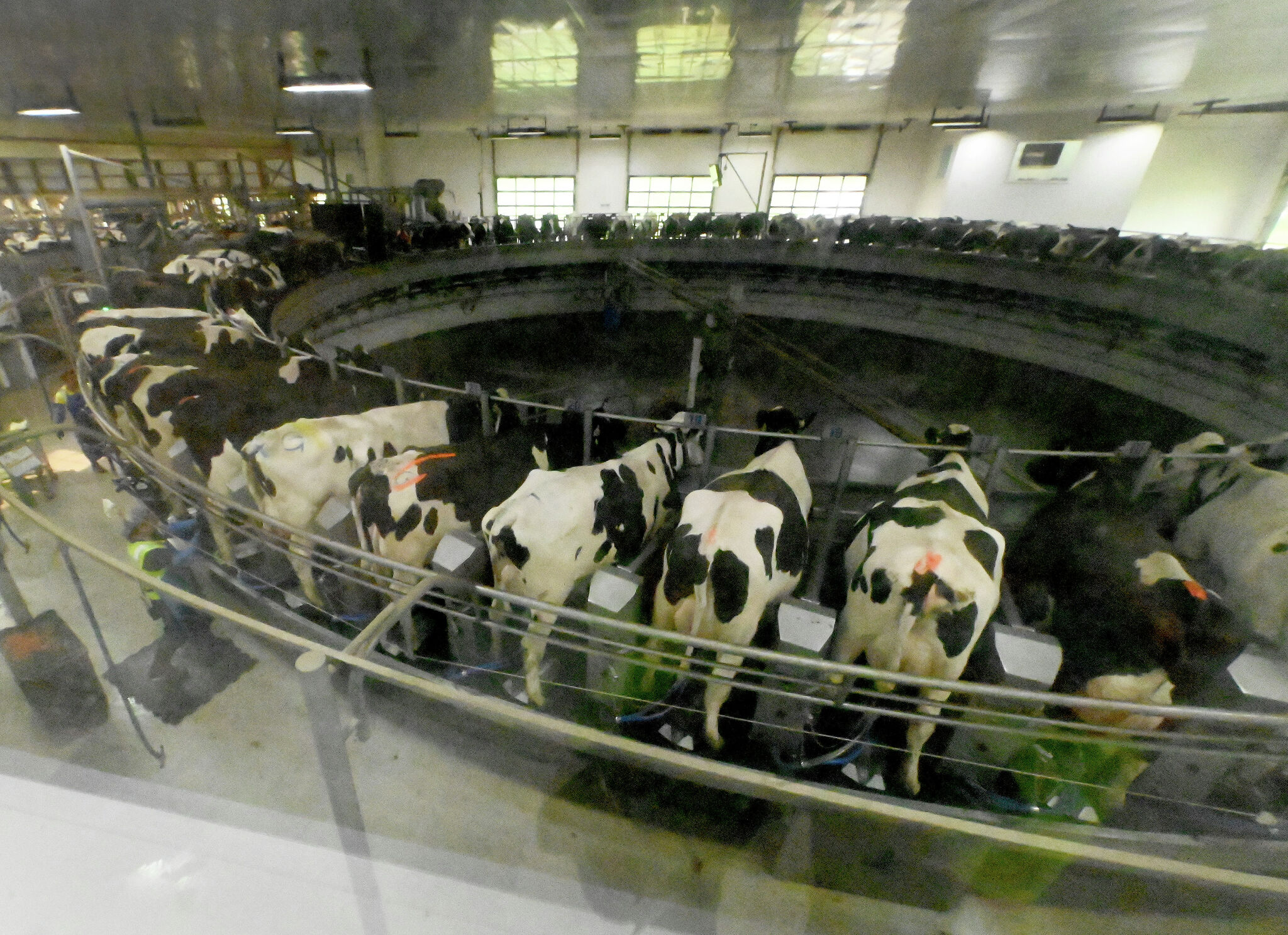 Cow poop turns to natural gas at this Connecticut farm