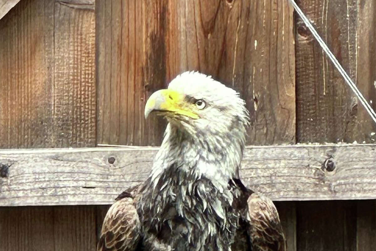 Bald eagle crashes into window at Bay Area home