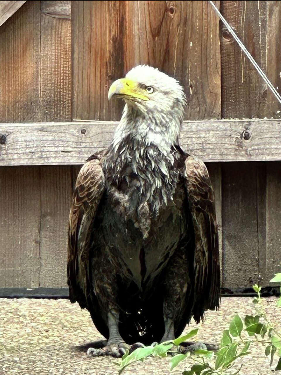 Bald eagle crashes into window at Bay Area home