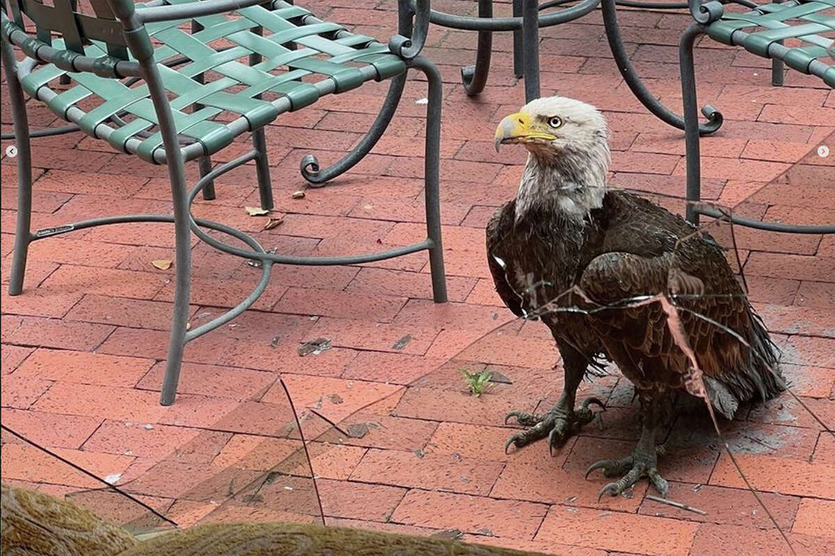 Bald eagle crashes into window at Bay Area home