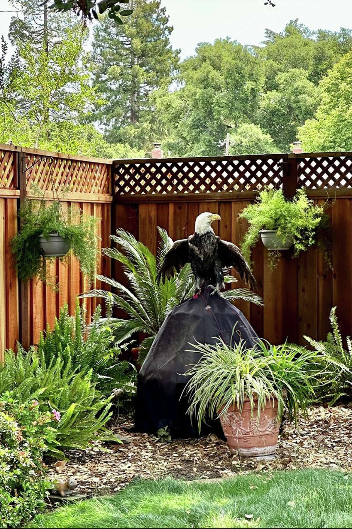 Bald eagle crashes into window at Bay Area home