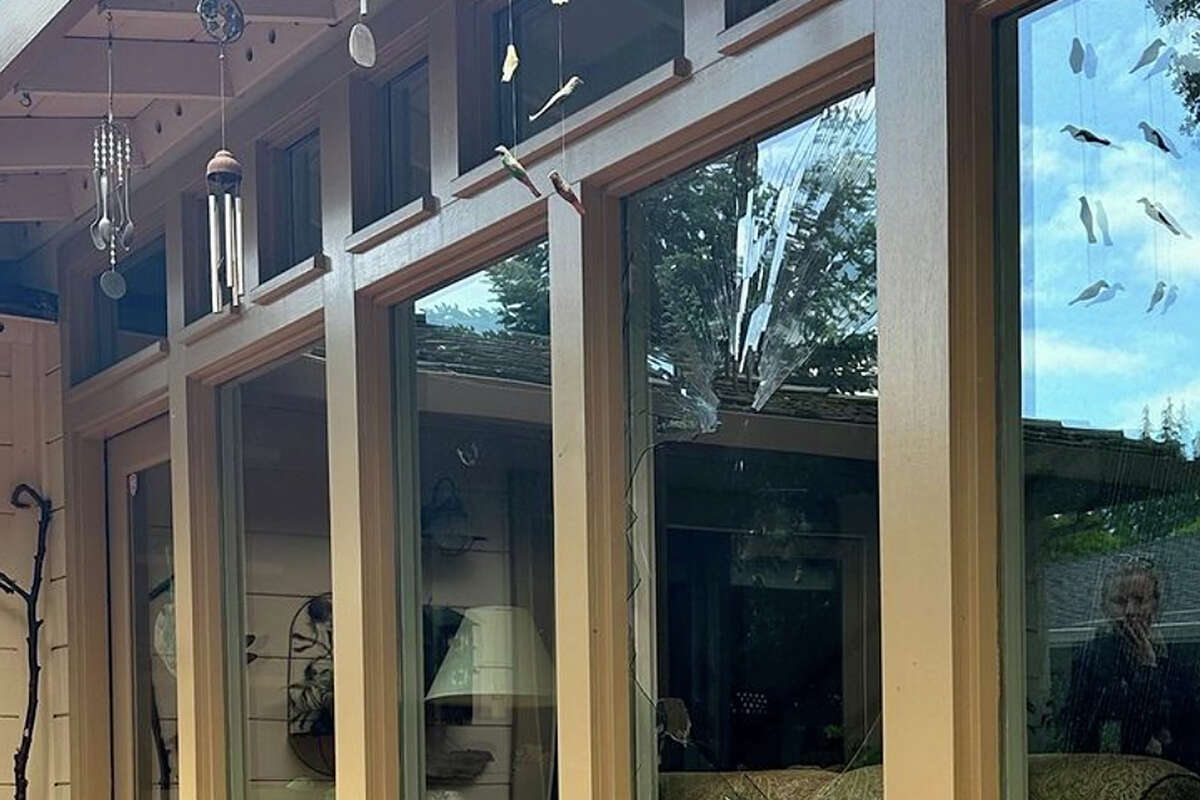 Bald eagle crashes into window at Bay Area home
