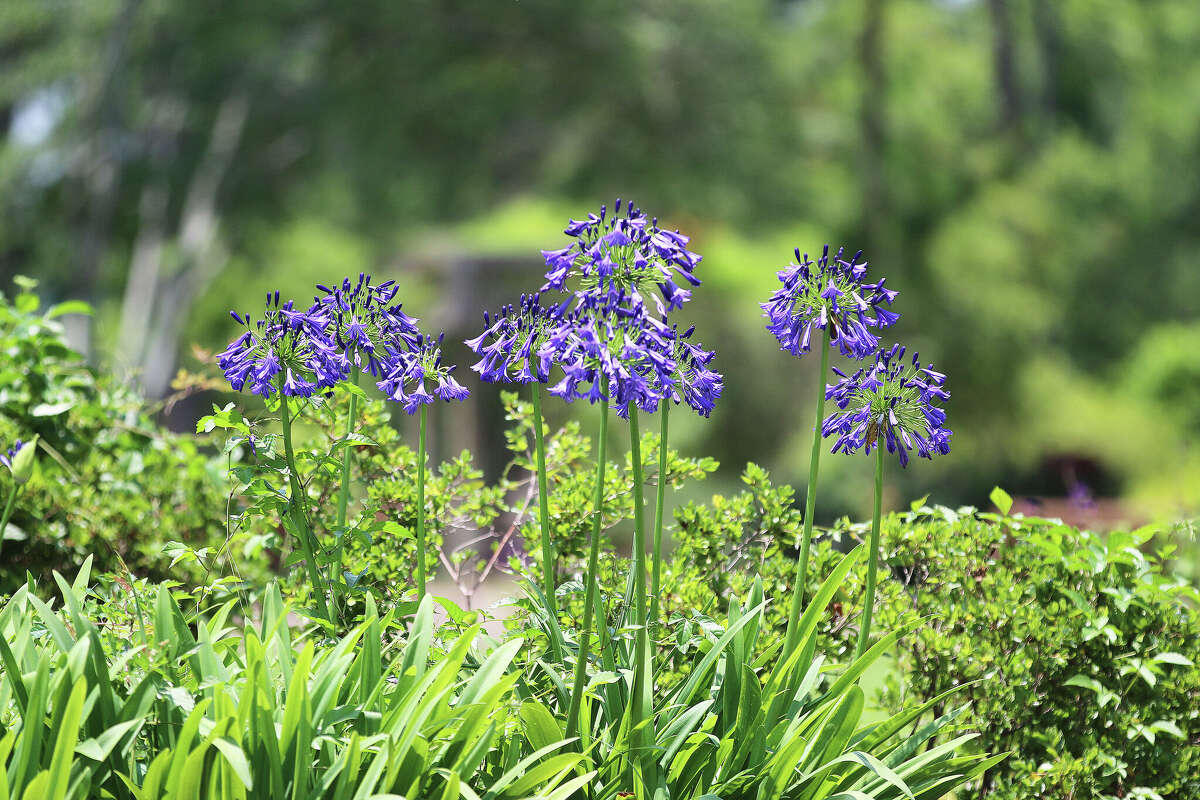 Mercer Botanic Gardens in Humble mostly restored after Harvey