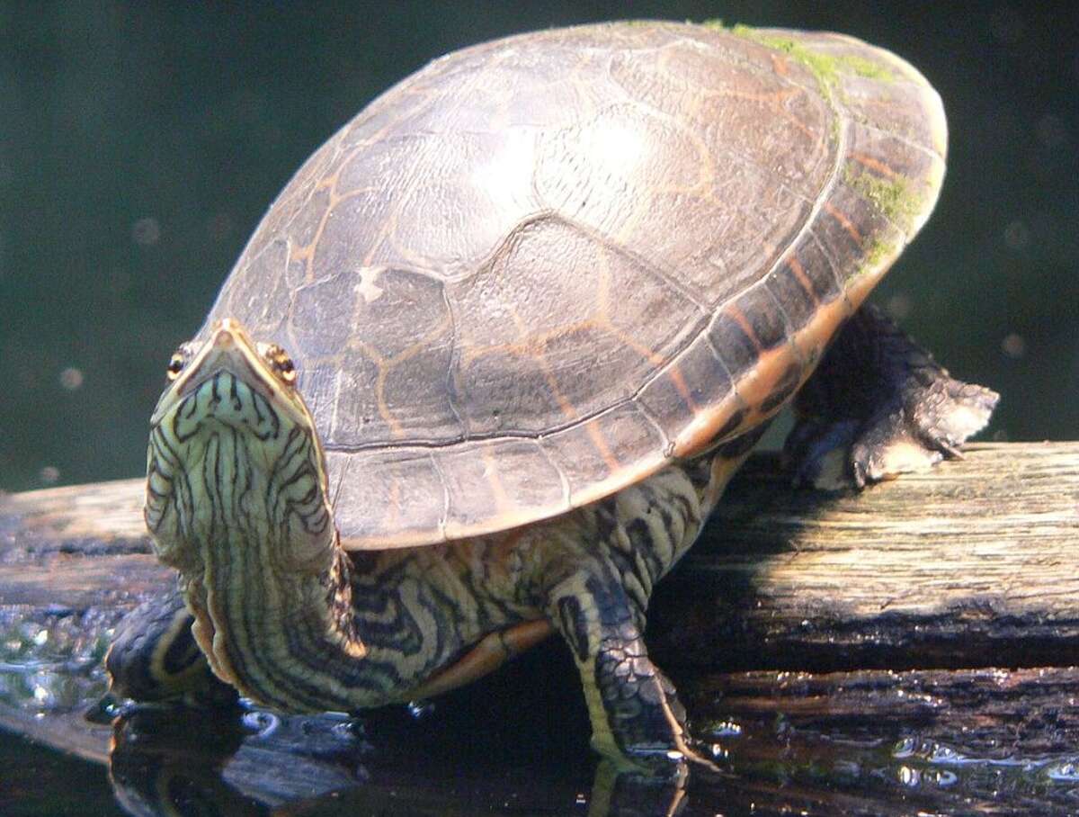 8 endangered animals found in Katy, including mountain lions, bears