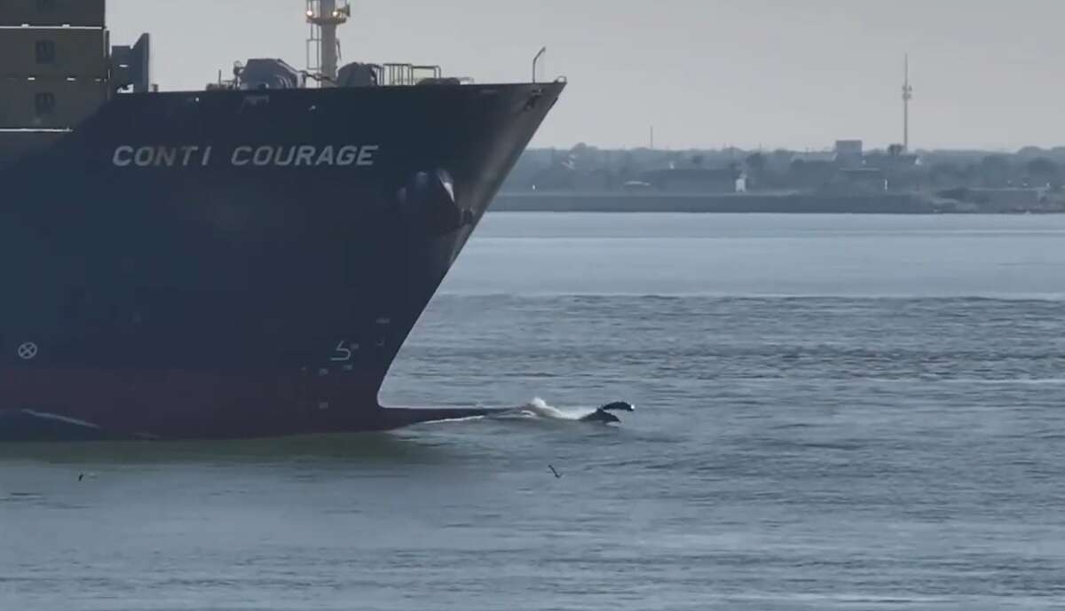 Houston Ship Channel: Dolphins play near cargo ship