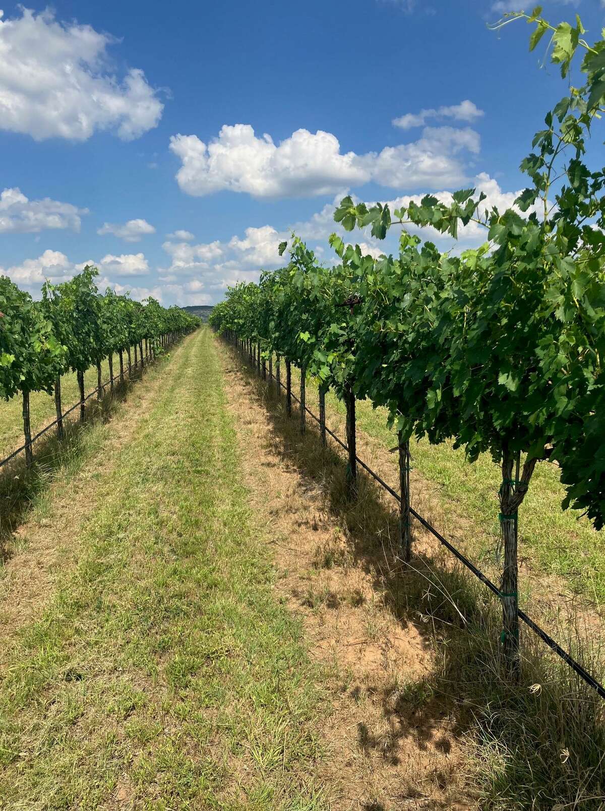 Wine Walk: Happenings in the vineyards as summer kicks off