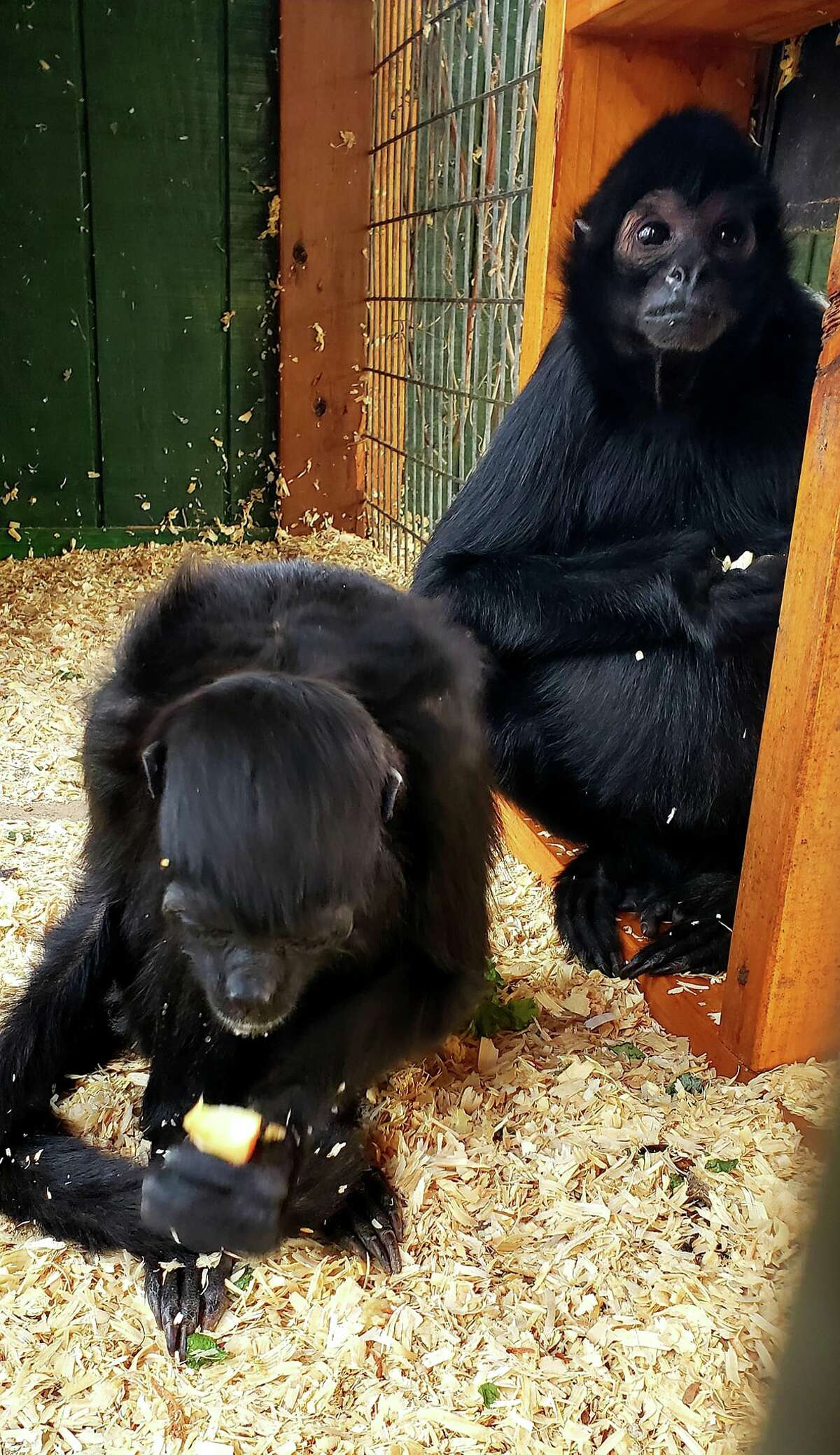 One of world's oldest spider monkeys dies at New York zoo