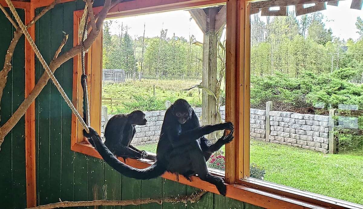 One of world's oldest spider monkeys dies at New York zoo