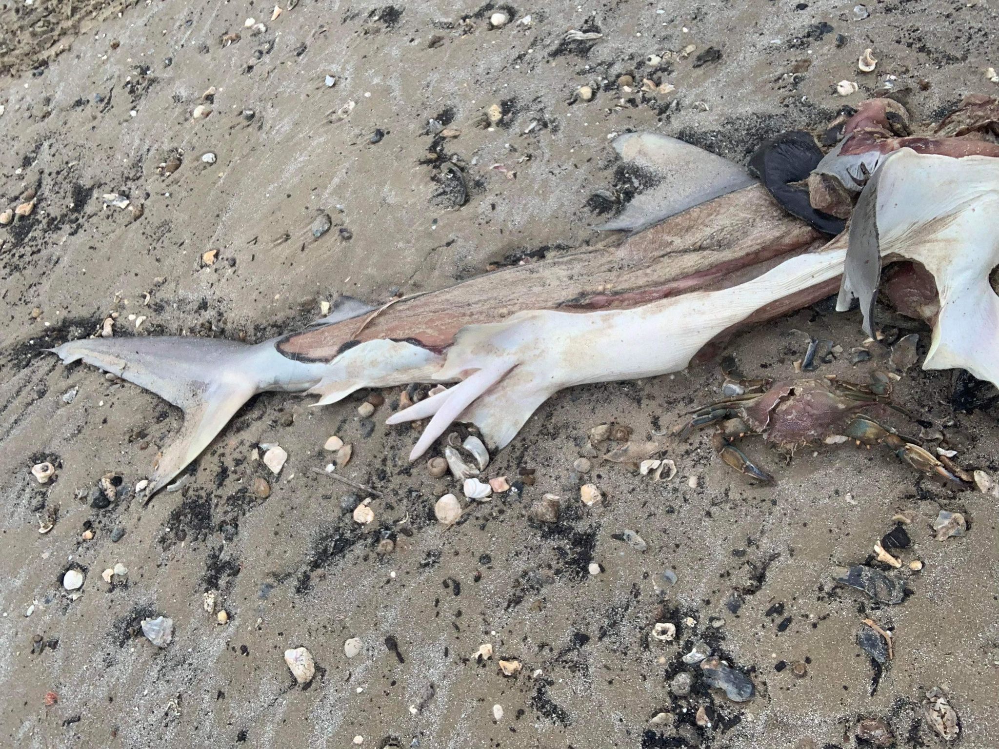 20 mutilated dead sharks found on Texas' Bolivar Peninsula