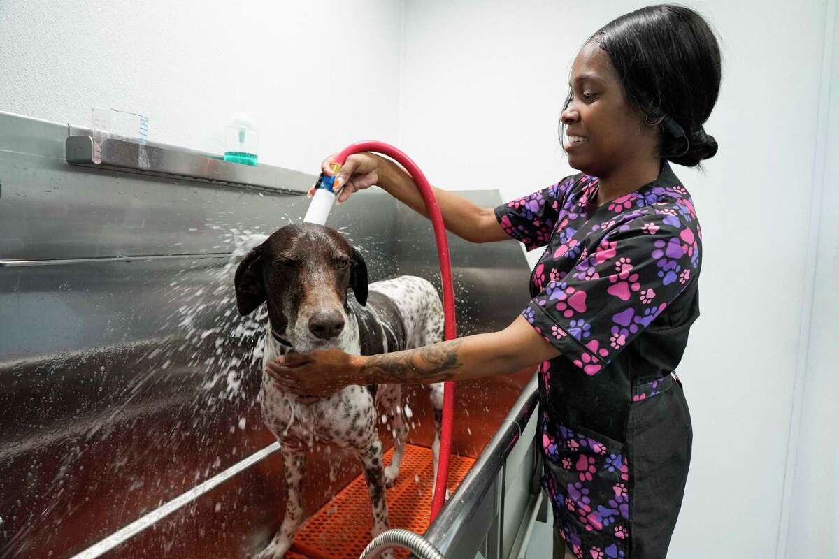 The Woodlands pet boarding: 15 spots to take your pet this summer