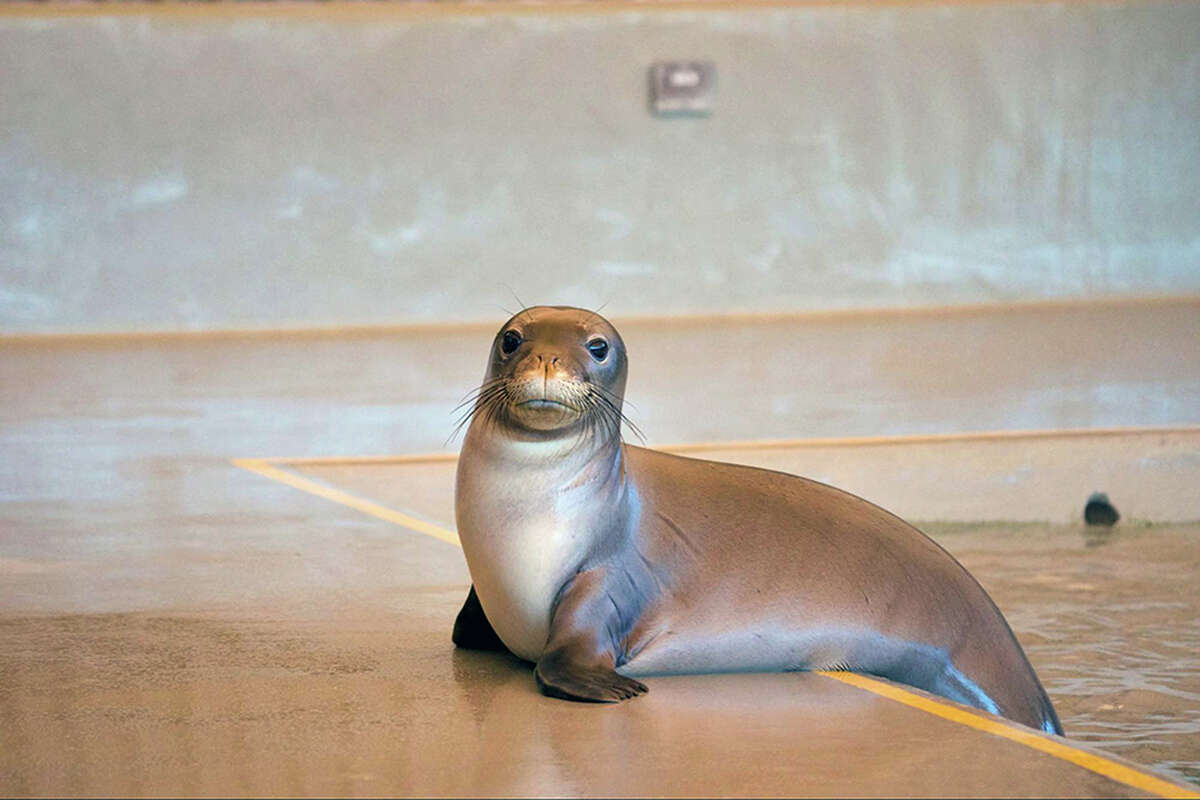 Authorities investigate intentional killing of Hawaiian monk seal