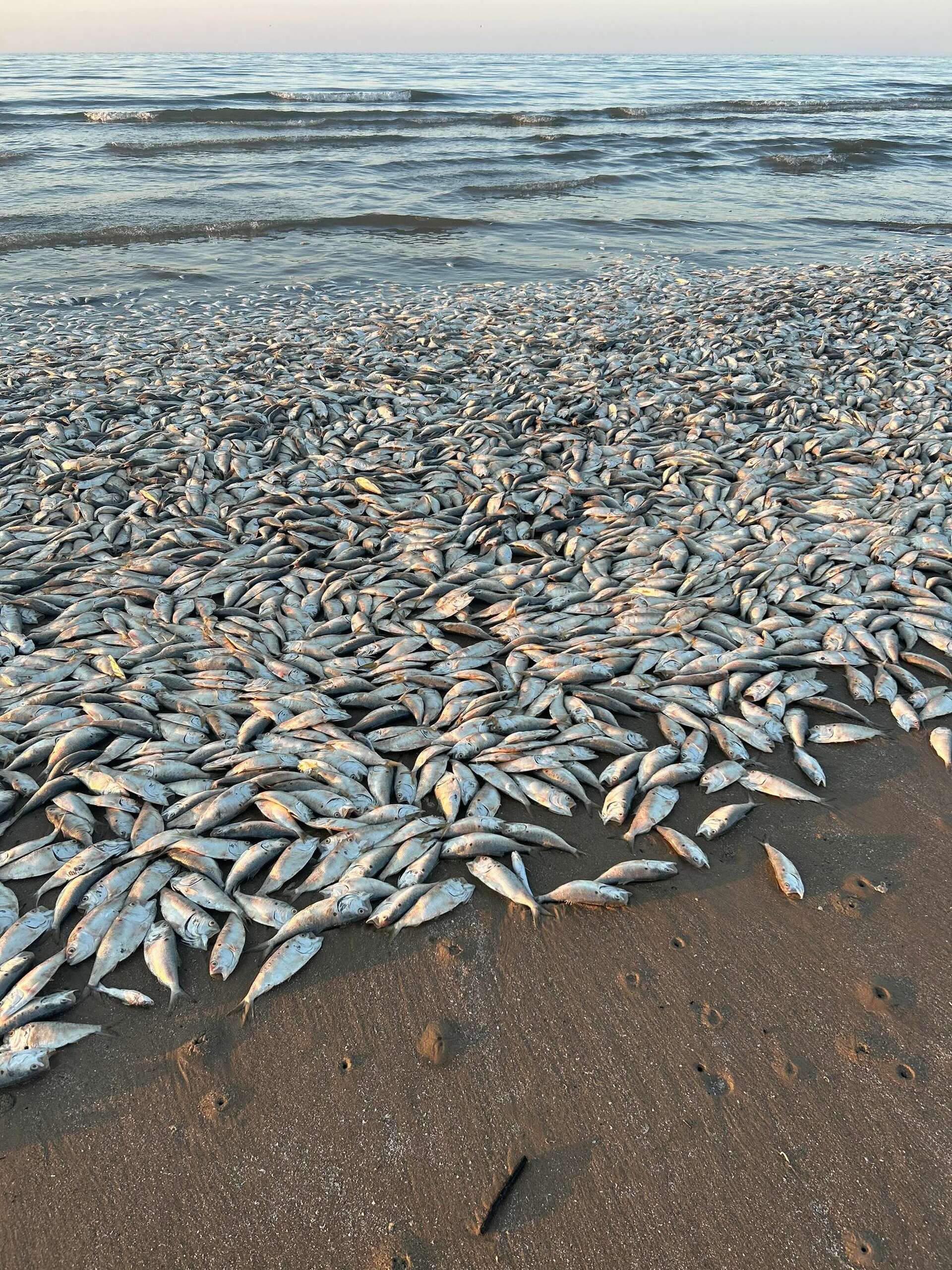 Cleanup of hundreds of thousands of dead fish in Texas continues