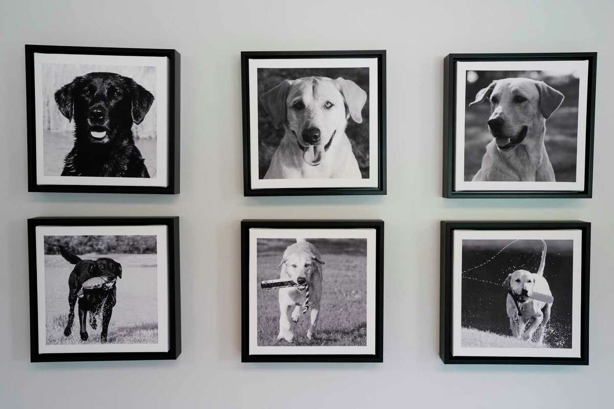 Montgomery County pet resort lets your dogs live in luxury