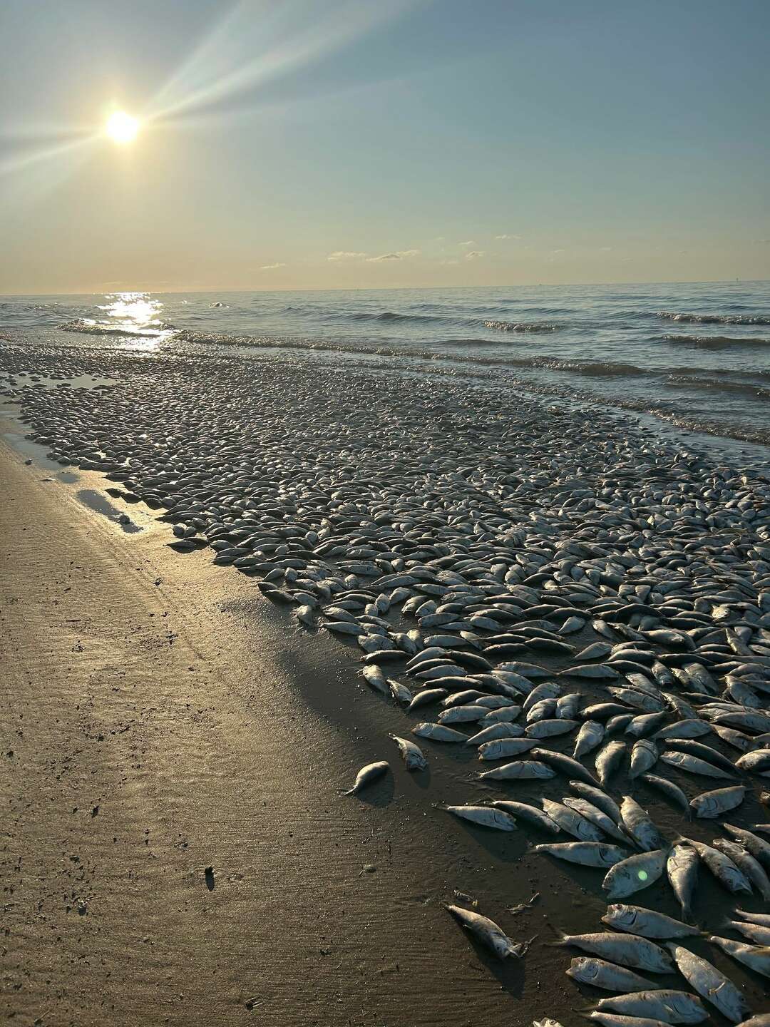 Cleanup of hundreds of thousands of dead fish in Texas continues